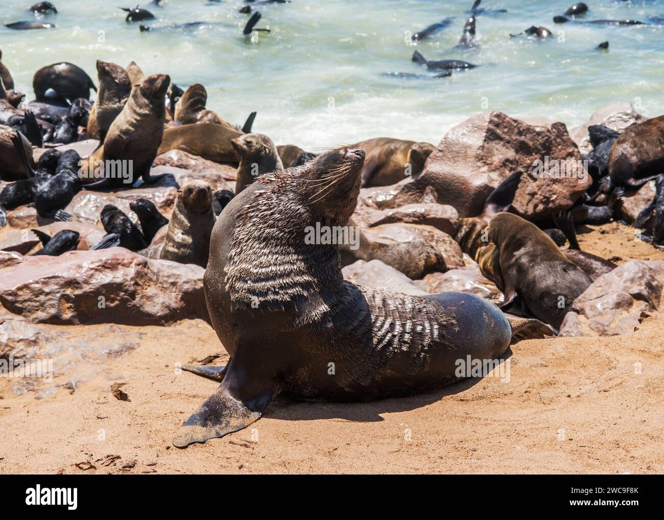 Namibia Cape Fur Seals Cape Cross Skeleton Coast Stock Photo - Alamy