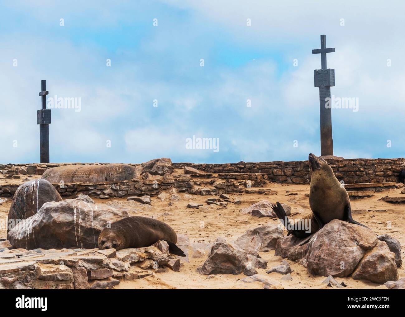 Nesting seals hi-res stock photography and images - Alamy