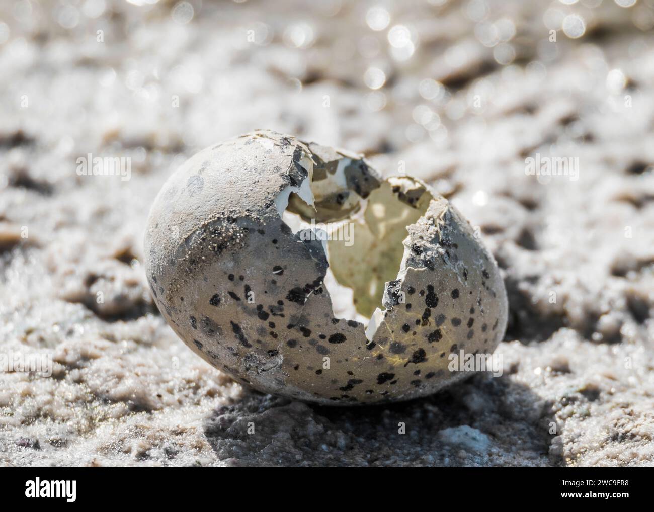 Namibia Swakopmund Kelp Gull Great Crested Tern Sea Birds Stock Photo ...