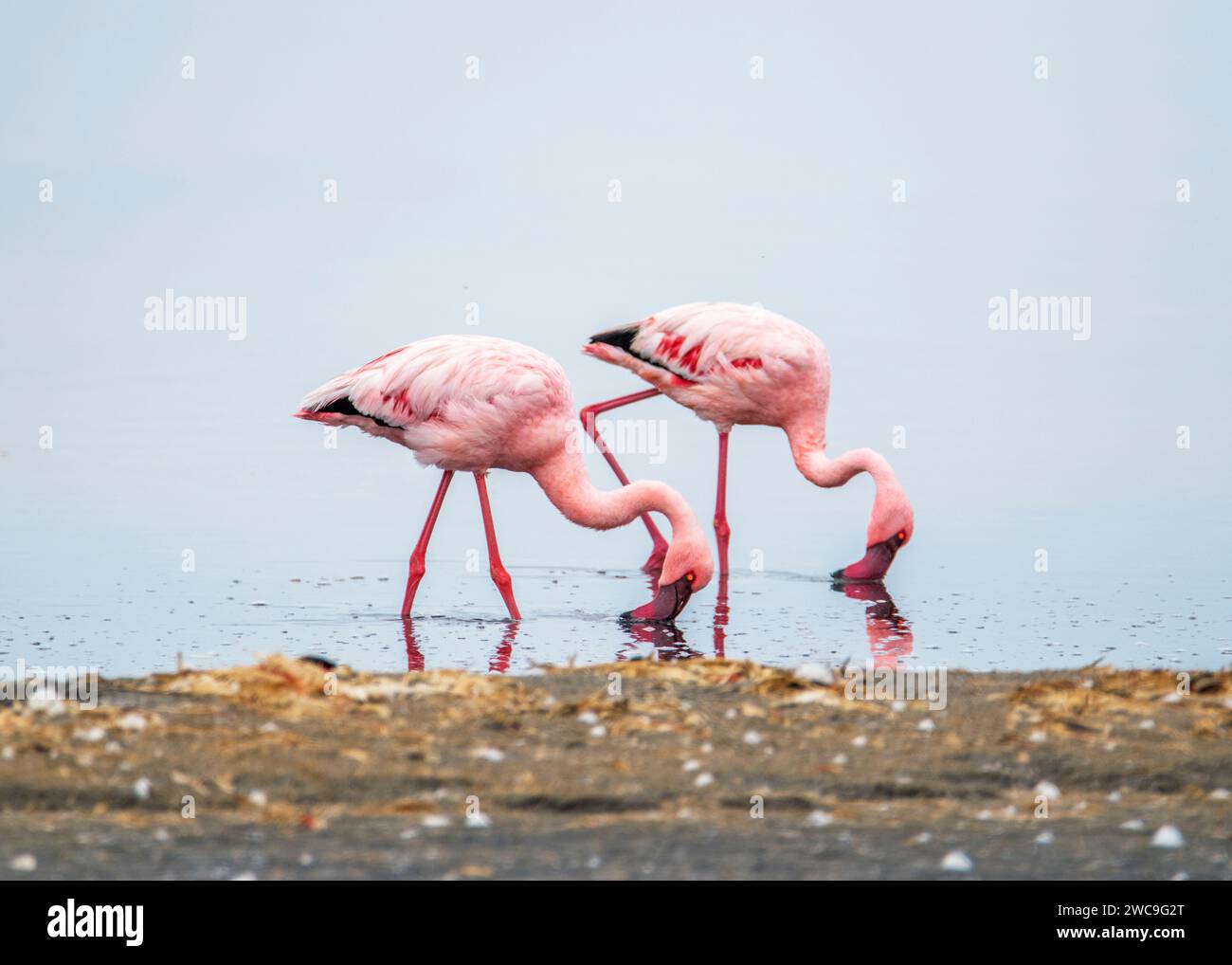 Namibia Swakopmund Pelican Point - Greater and Lesser Flamingo's Stock ...