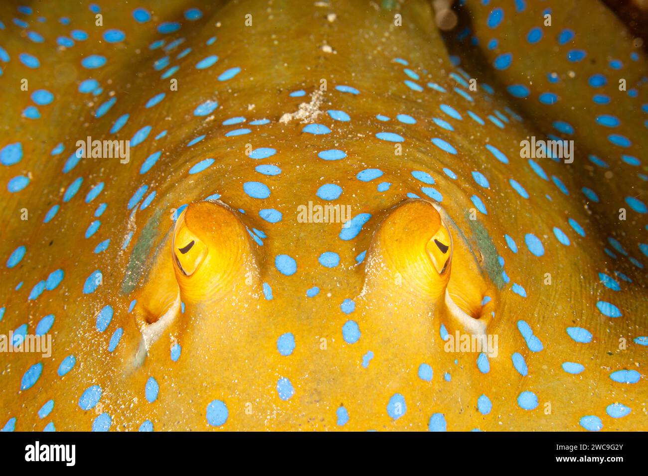 Bluespotted ribbontail stingray taeniura hi-res stock photography and ...