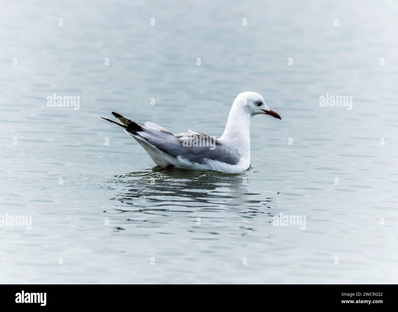 Namibia Swakopmund Kelp Gull Great Crested Tern Sea Birds Stock Photo ...