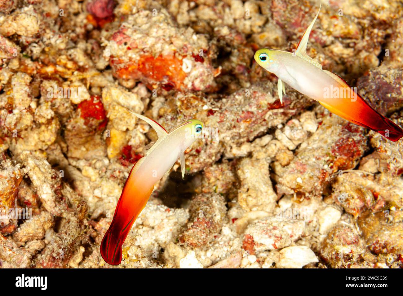 Malaysia, Sabah, Mabul, Fire Goby (Nemateleotris magnifica Stock Photo ...