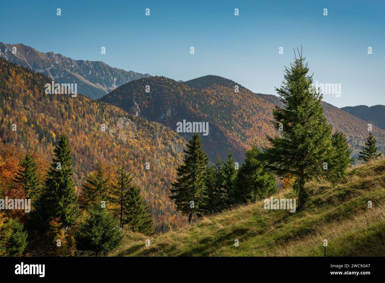 Diverse range of plants and trees hi-res stock photography and images ...