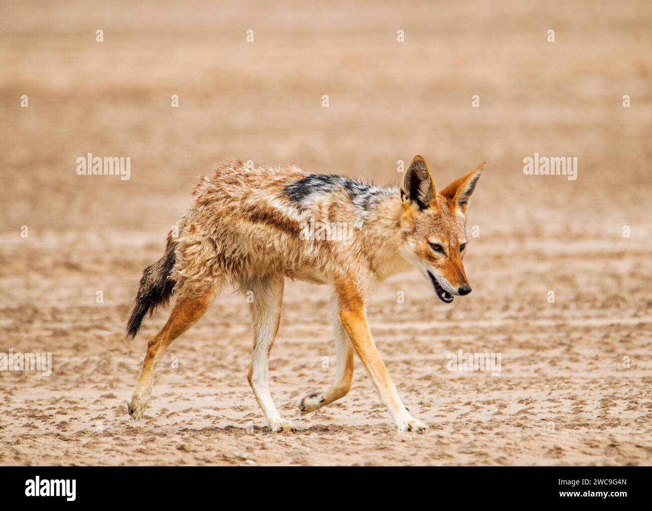 Black backed jackal teeth hi-res stock photography and images - Alamy