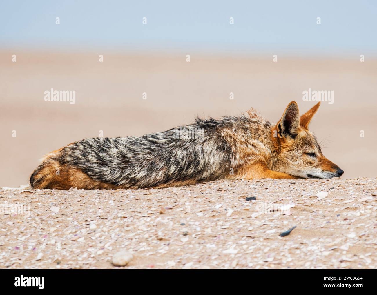 Black backed jackal teeth hi-res stock photography and images - Alamy