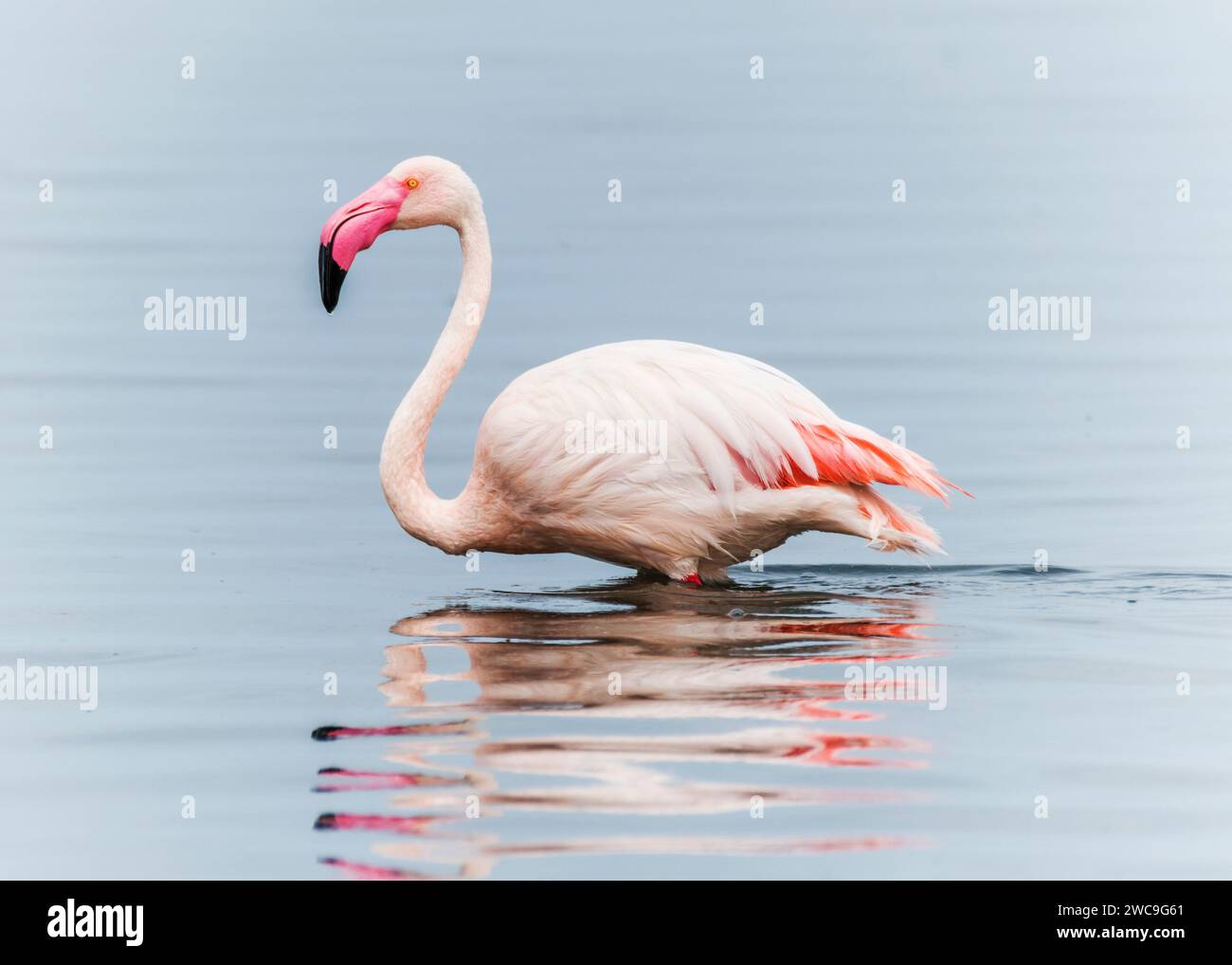 Volnrable hi-res stock photography and images - Alamy