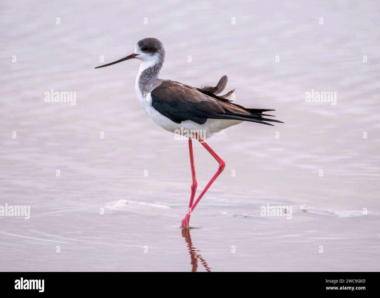 Avocet colours hi-res stock photography and images - Alamy
