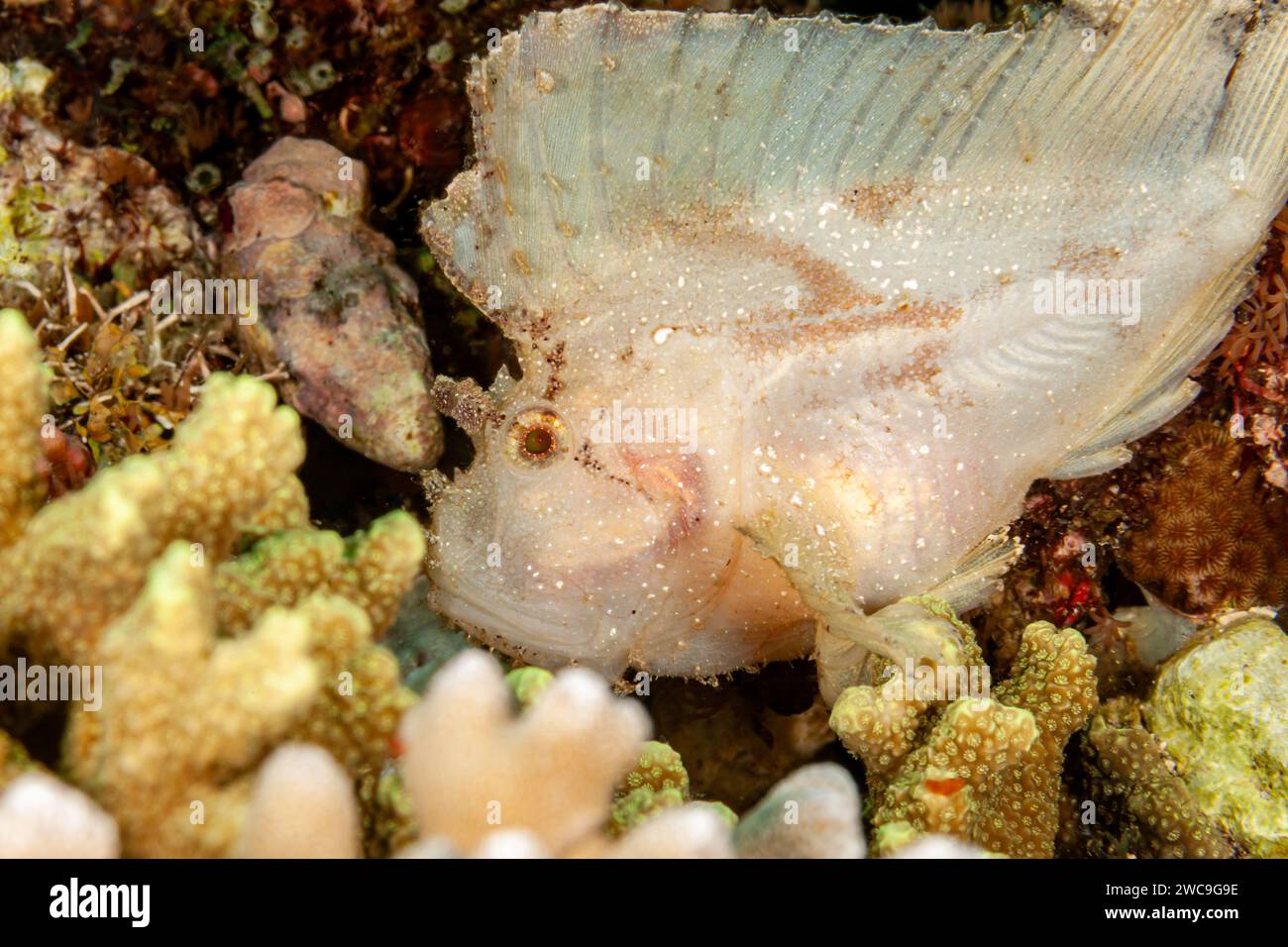 Malaysia, Sabah, Mabul, Leaf Scorpionfish (Taenianotus Stock Photo - Alamy