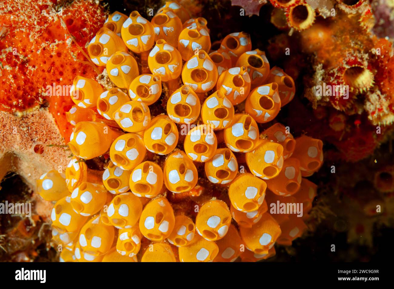 Malaysia, Sabah, Mabul, Ascidians - White-spotted sea squirt ...