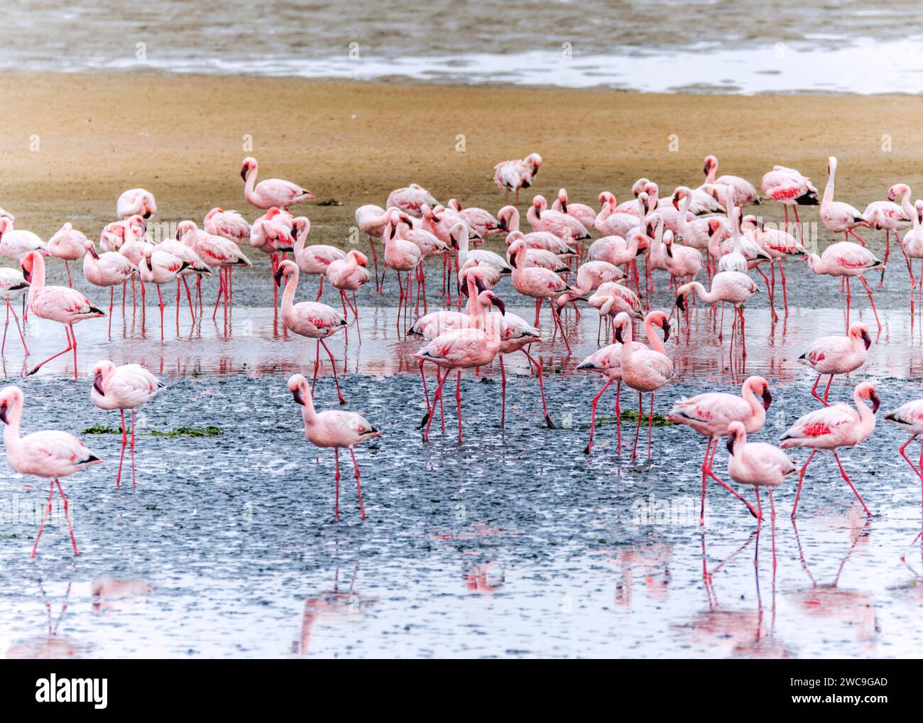 Volnrable hi-res stock photography and images - Alamy