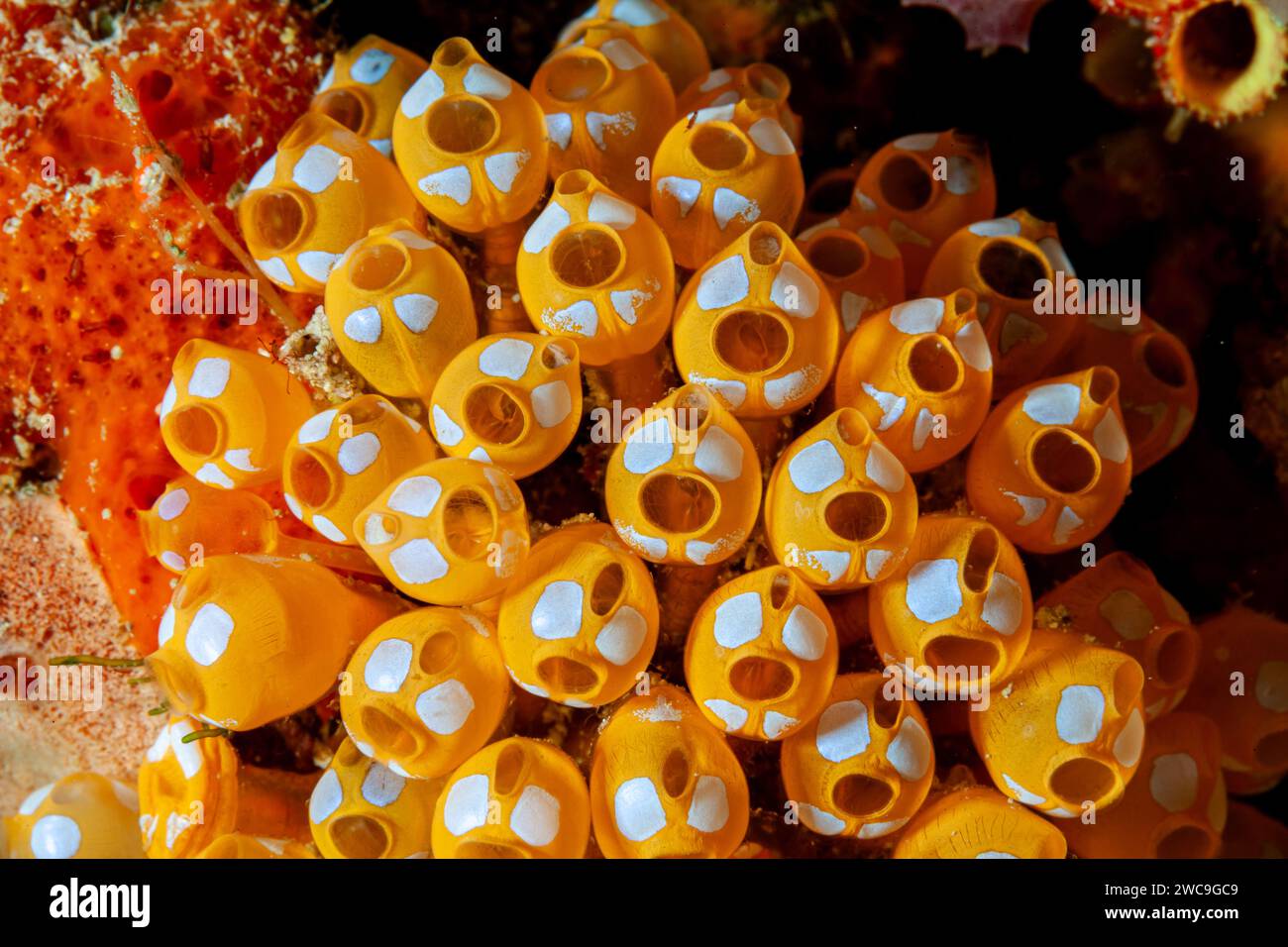 Malaysia, Sabah, Mabul, Ascidians - White-spotted sea squirt (Pycnoclavella diminuta) - Colony ...