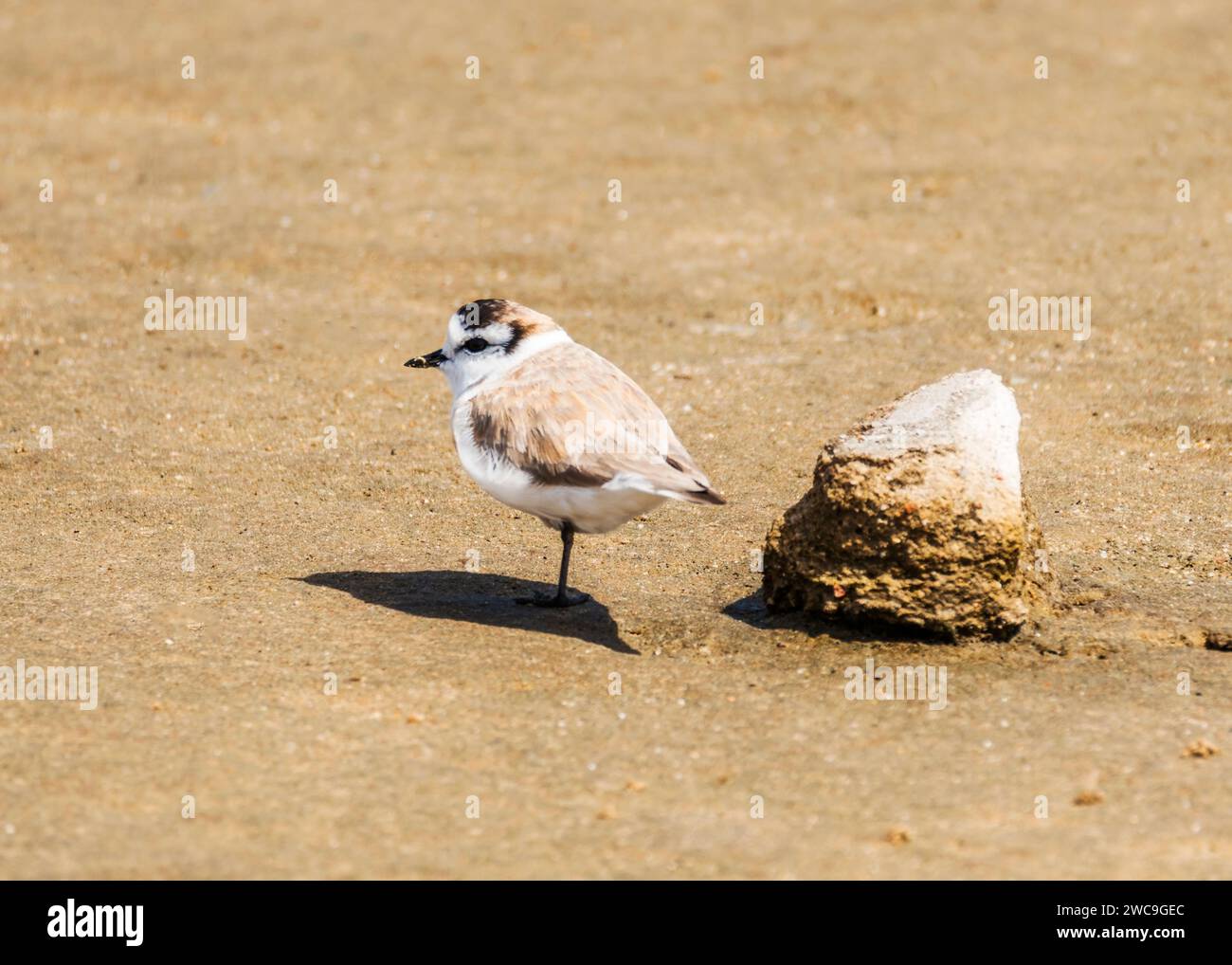 Namibia Swakopmund White Fronted Plover Stock Photo - Alamy