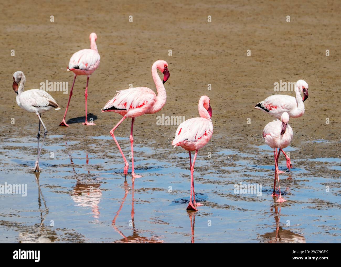 Volnrable hi-res stock photography and images - Alamy