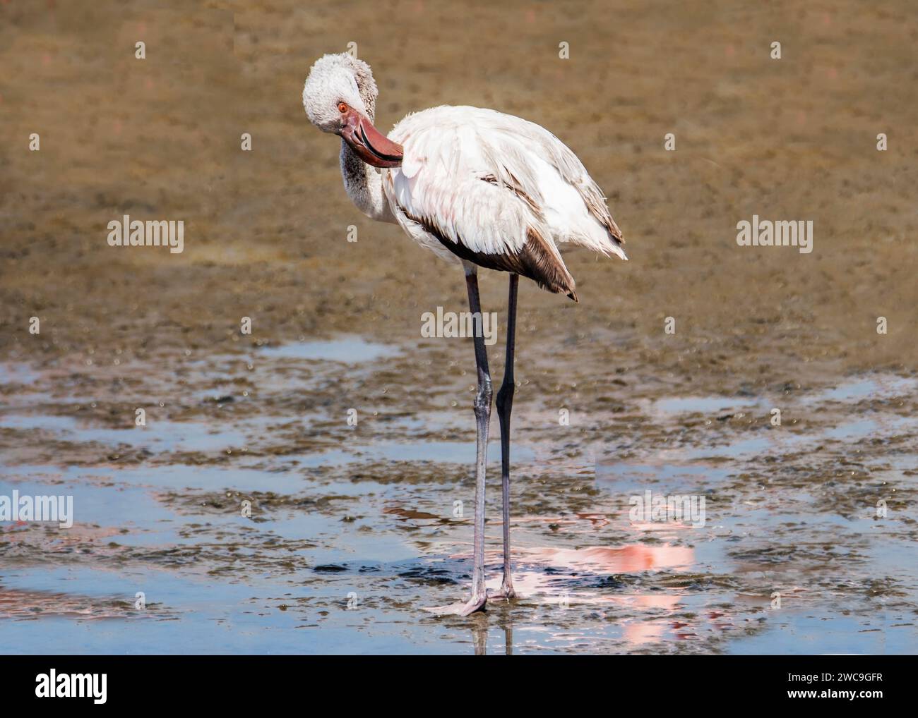 Volnrable hi-res stock photography and images - Alamy