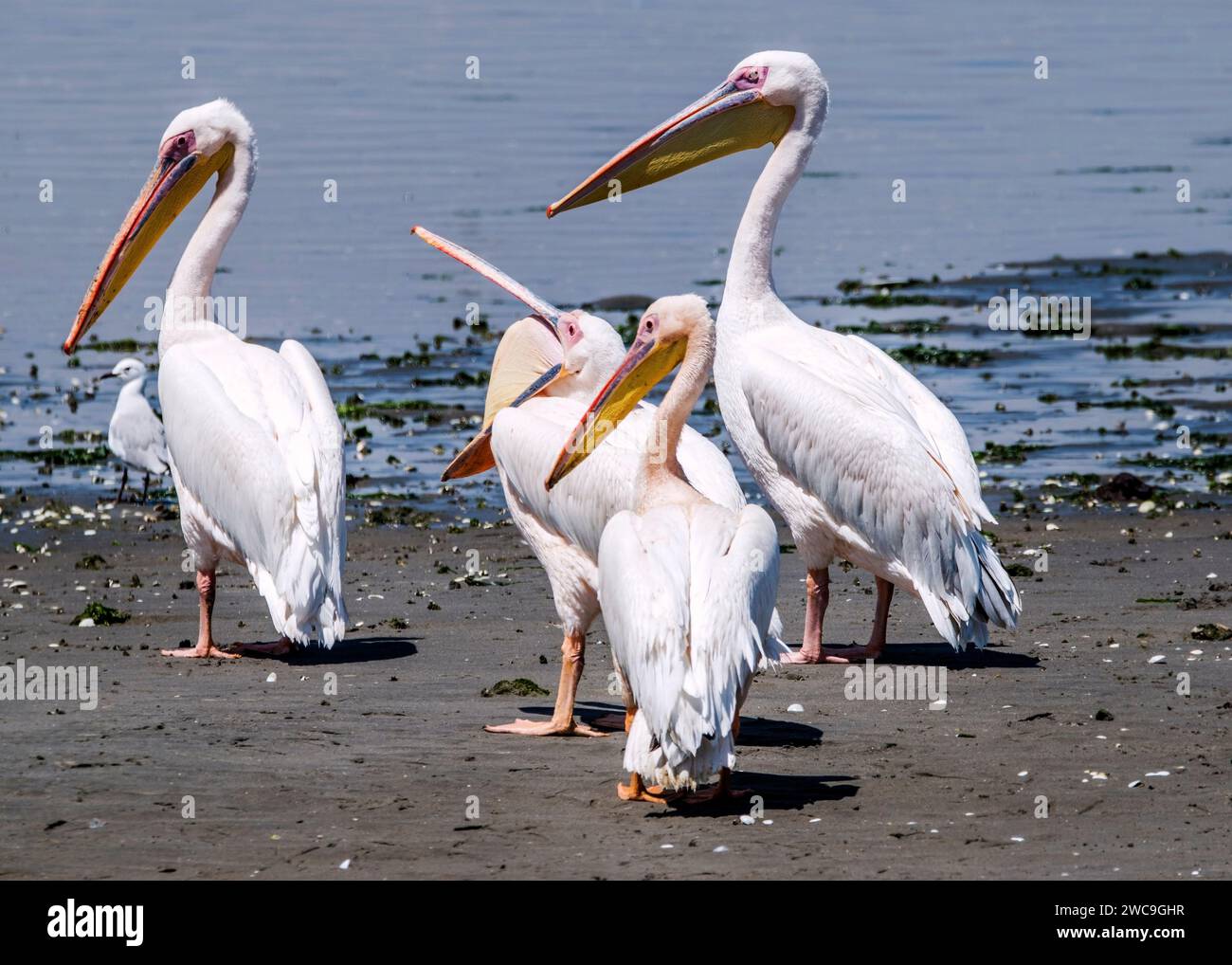 Pelicans legs hi-res stock photography and images - Alamy
