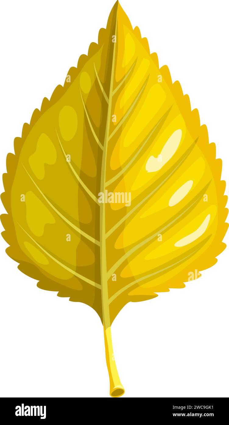 Betula alleghaniensis leaf autumn Stock Vector Images - Alamy