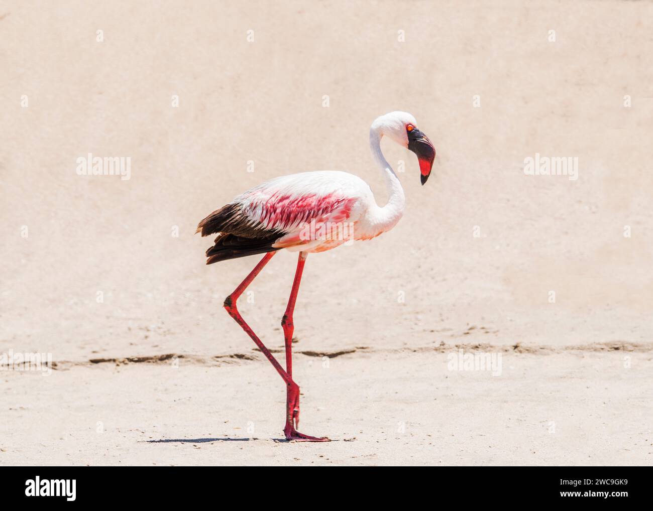 Lesser flamingo chicks hi-res stock photography and images - Alamy