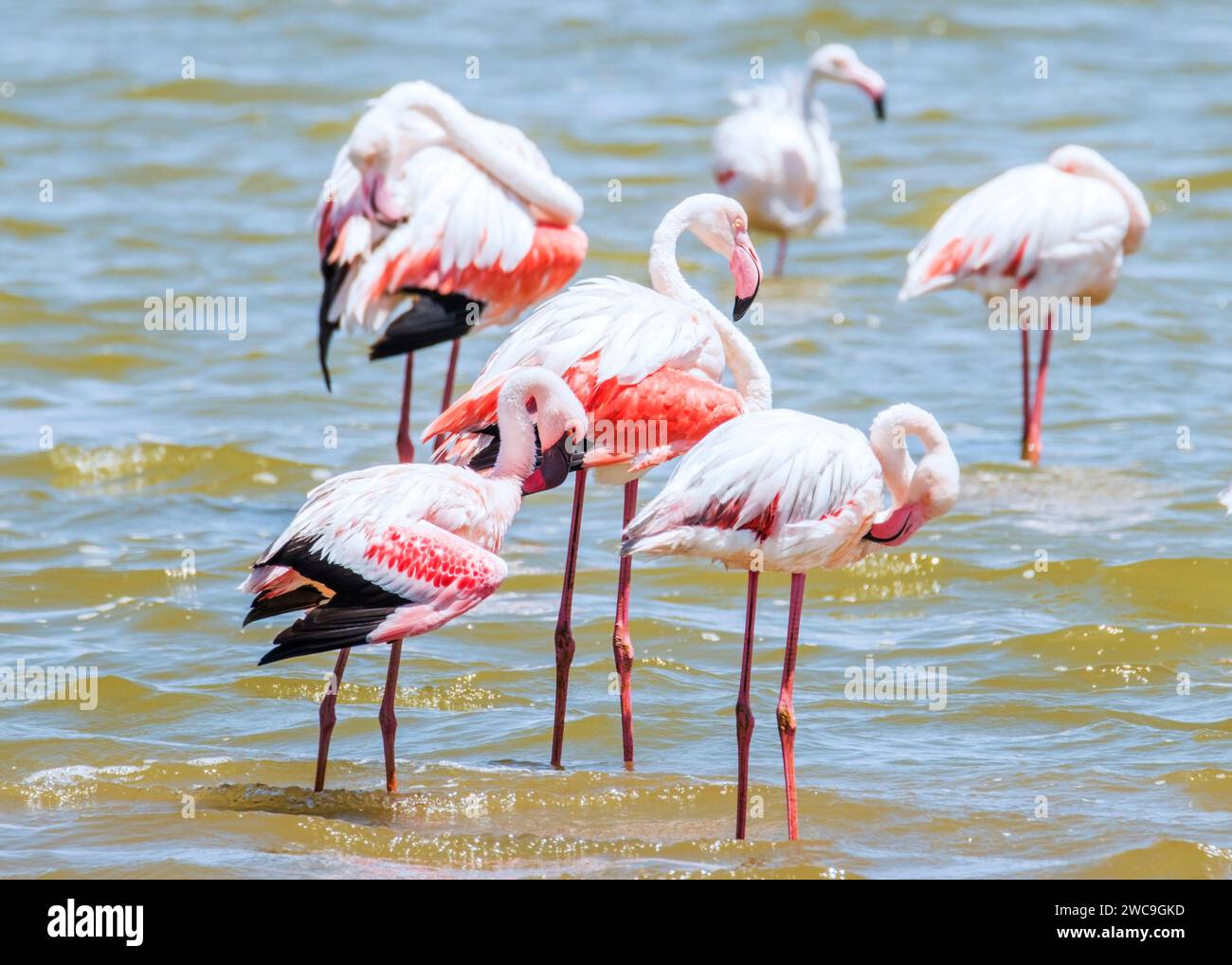 Volnrable hi-res stock photography and images - Alamy