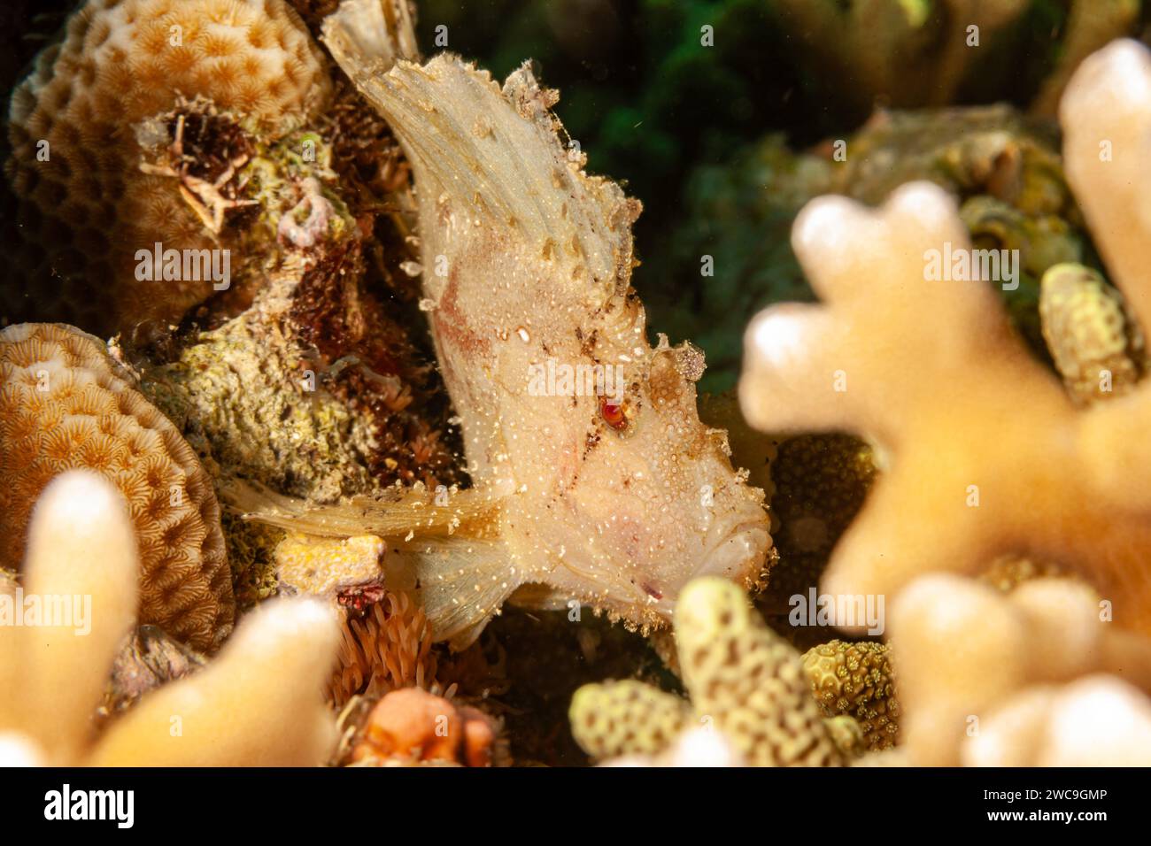 Malaysia, Sabah, Mabul, Leaf Scorpionfish (Taenianotus Stock Photo - Alamy