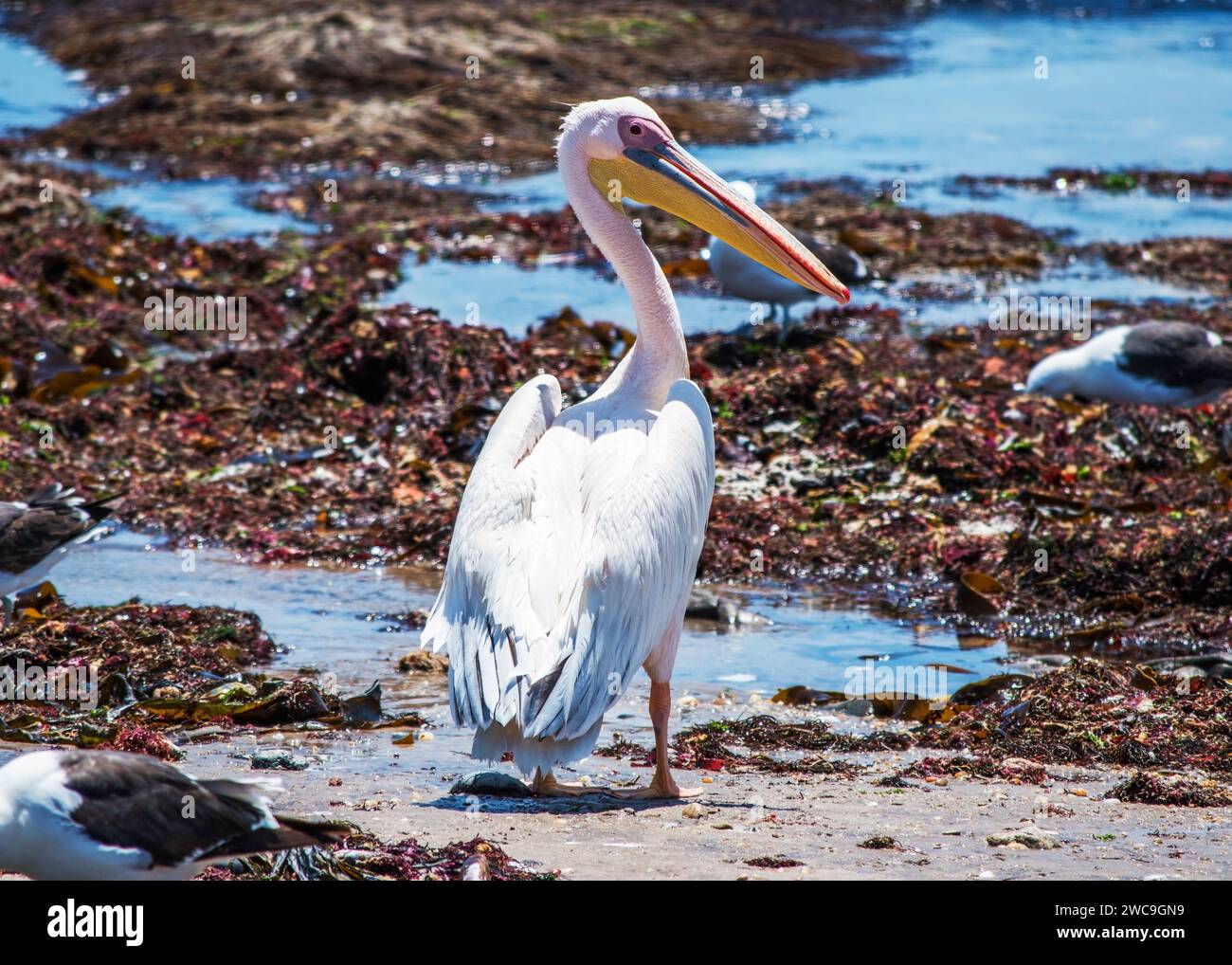 Pelicans legs hi-res stock photography and images - Alamy