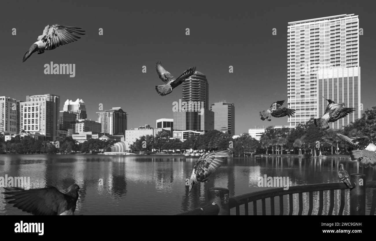 A group of synchronously flying pigeons glides gracefully over an Eola ...