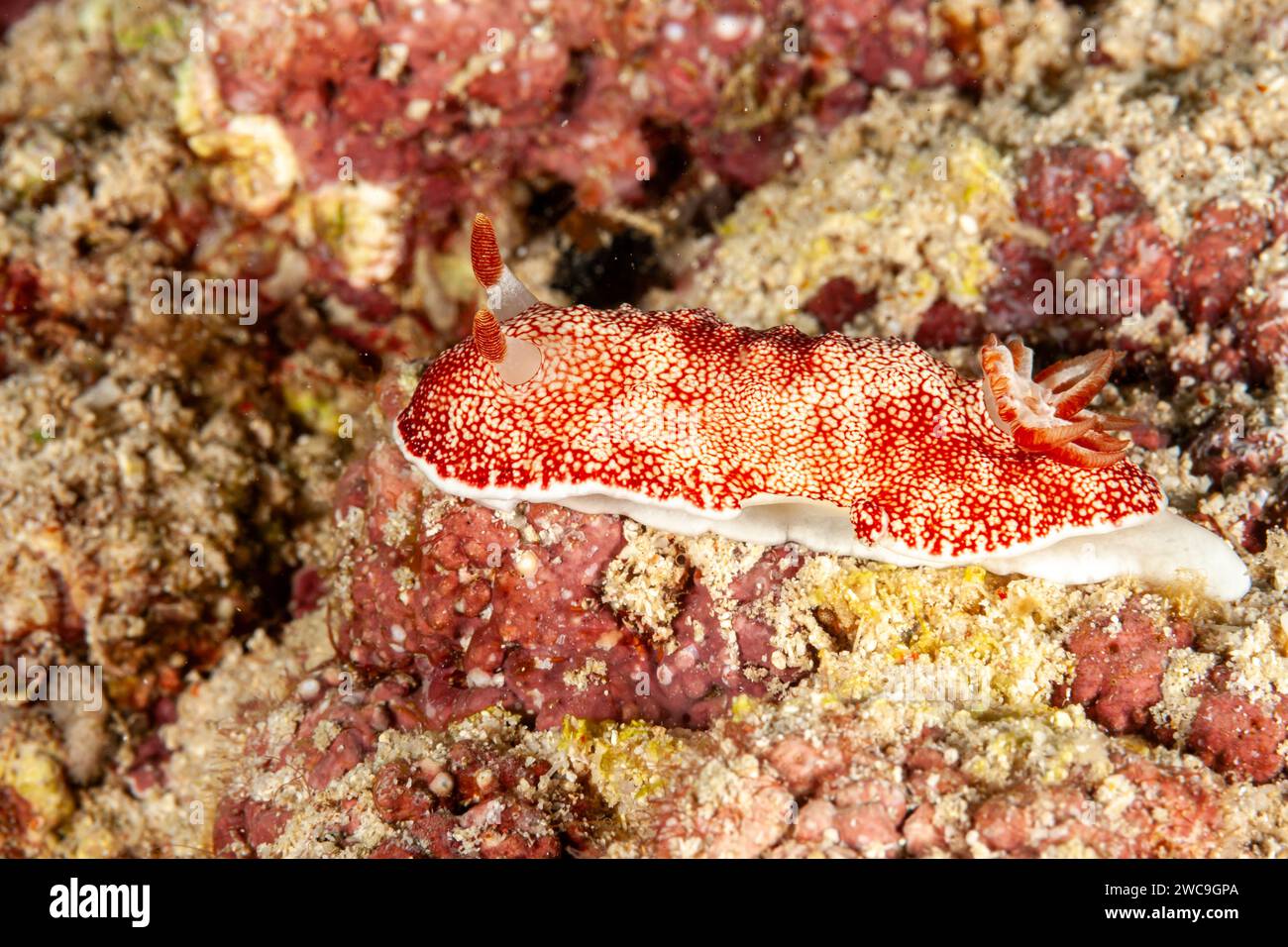 Malaysia, Sabah, Mabul, Chromodoris Reticulata (Goniobranchus ...