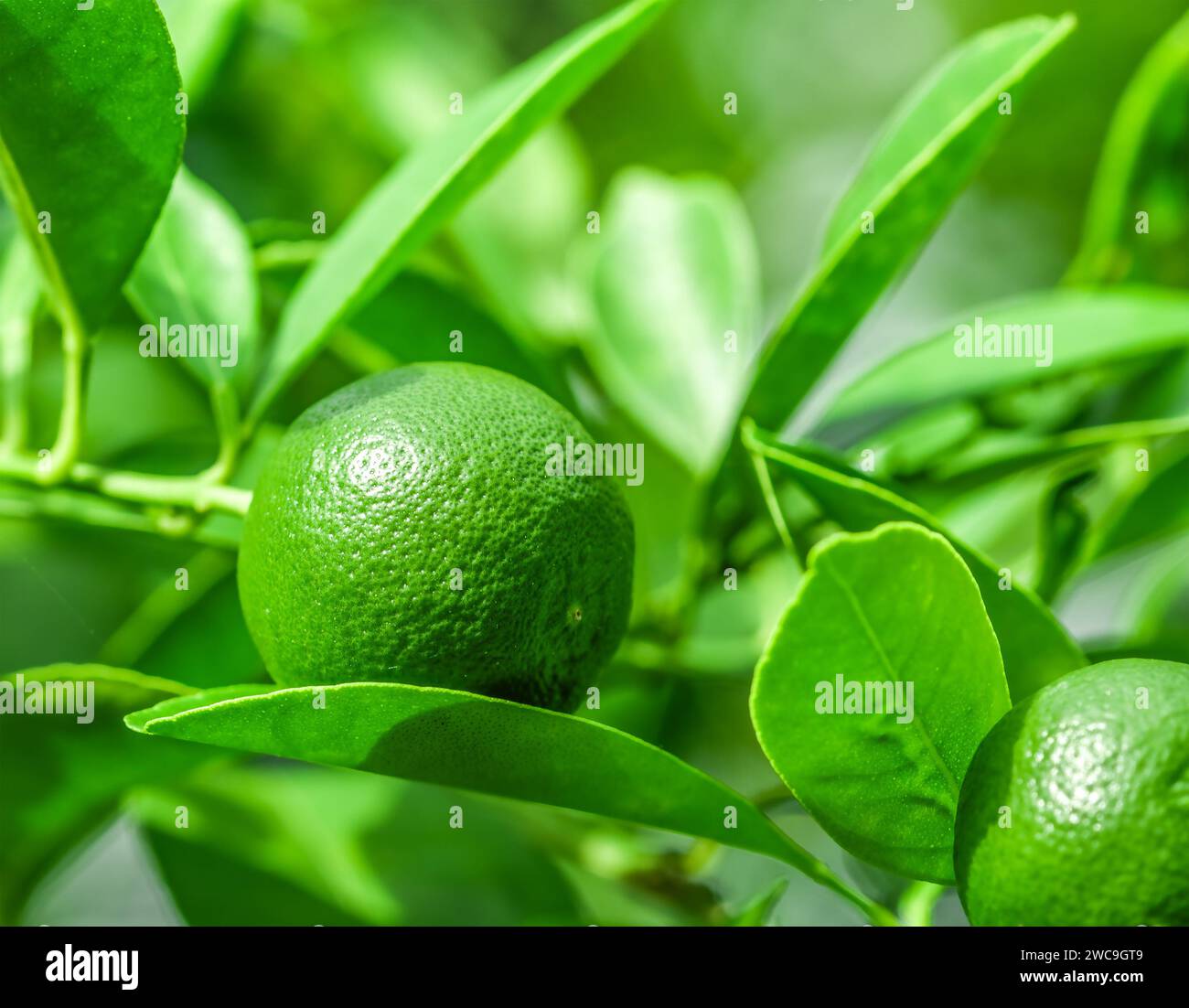 Limes ripening on the tree hi-res stock photography and images - Alamy