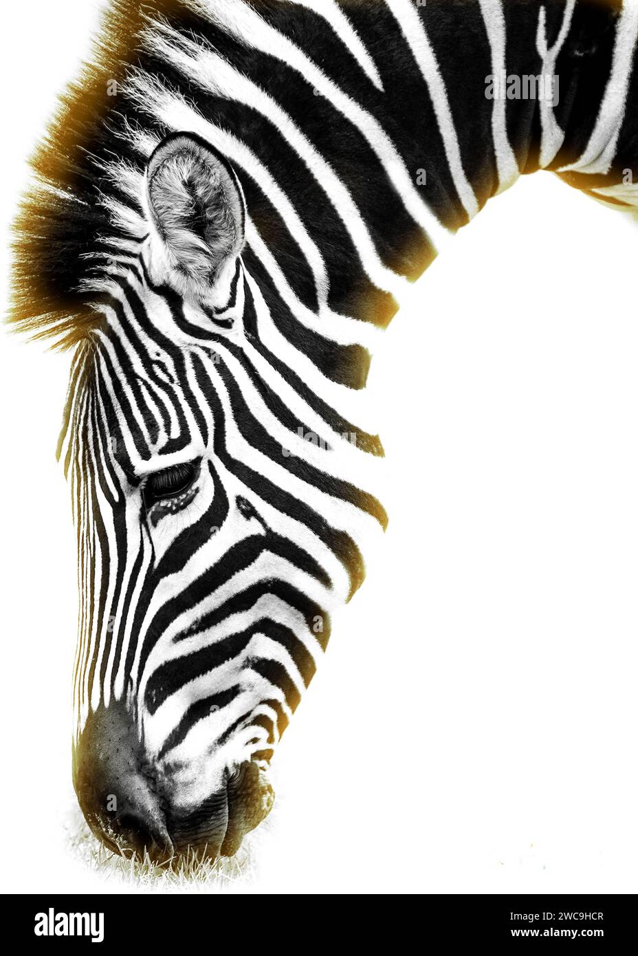 Kruger south Cut Out Stock Images & Pictures - Alamy