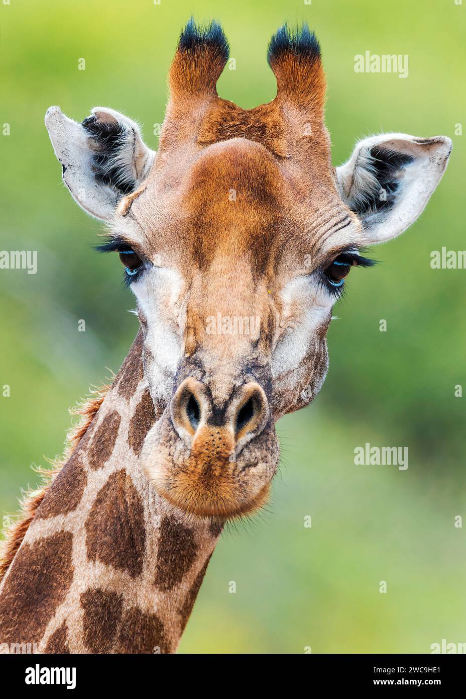 Giraffe Kruger National Park South Africa Stock Photo - Alamy
