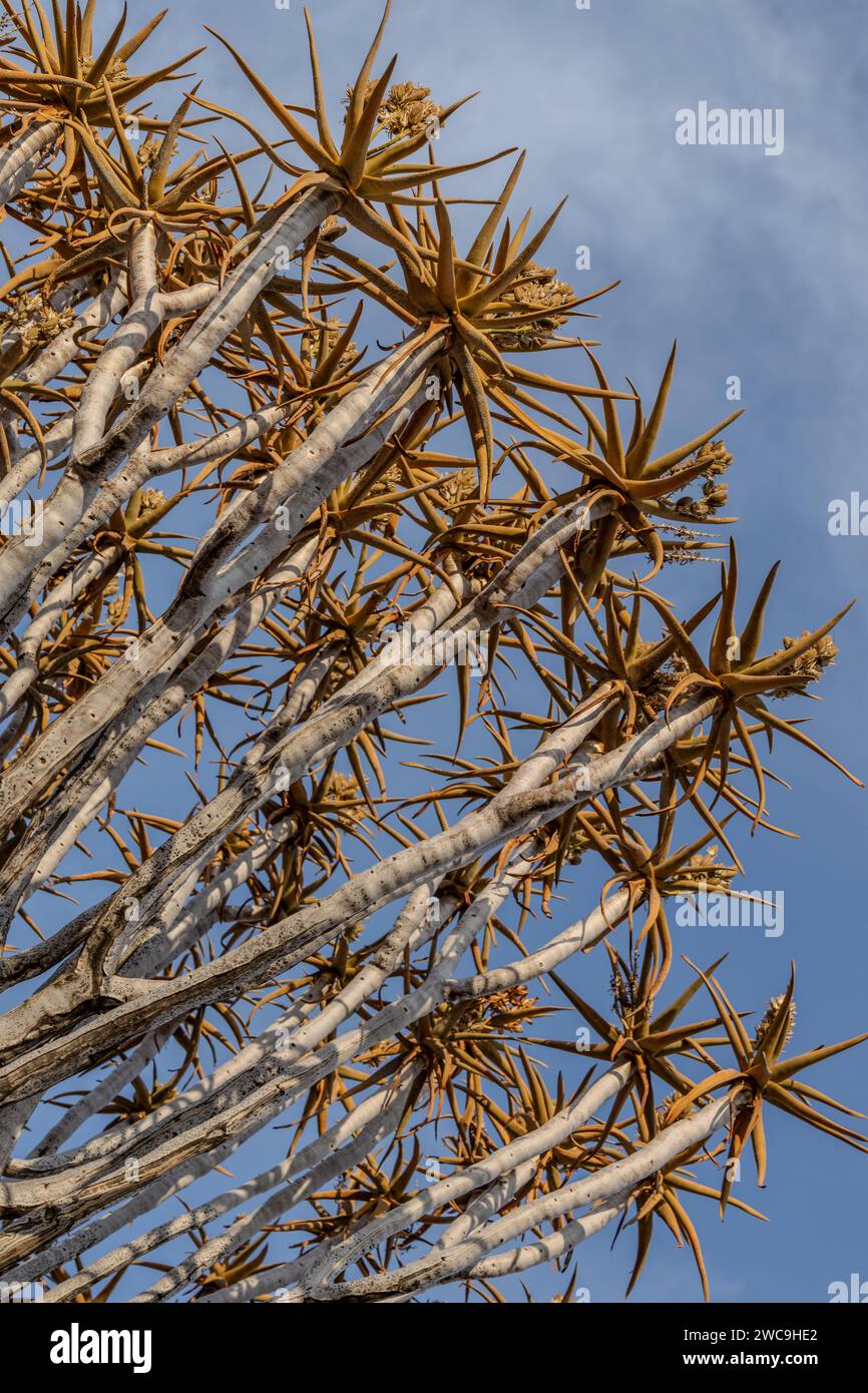 Aloidendron dichotomum quiver tree hi-res stock photography and images ...