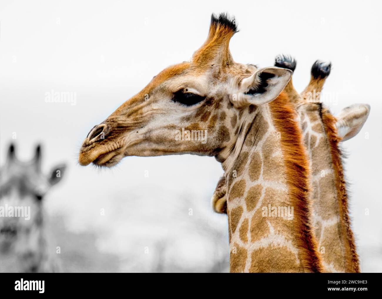 Wildebeest zebra giraffe africa hi-res stock photography and images - Alamy