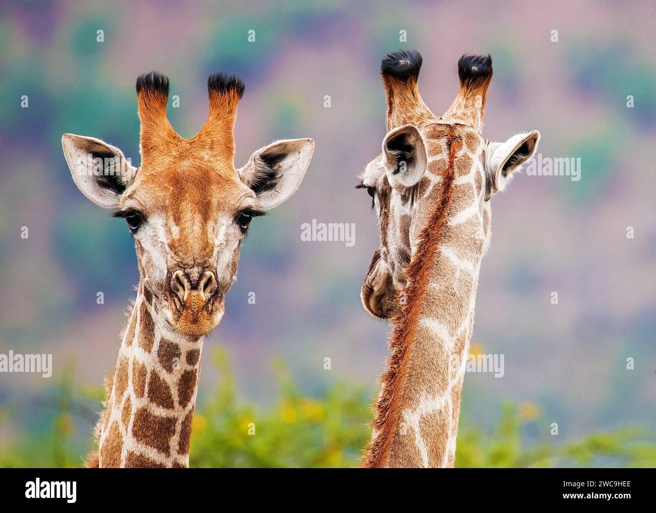 Giraffe Kruger National Park South Africa Stock Photo - Alamy