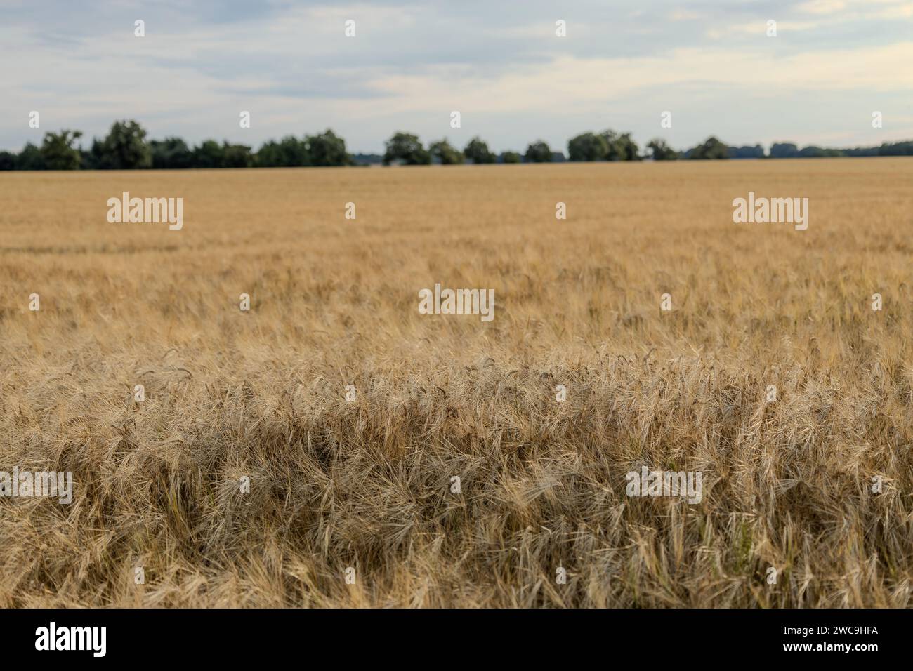 An agricultural landscape features a field of golden crops Stock Photo ...