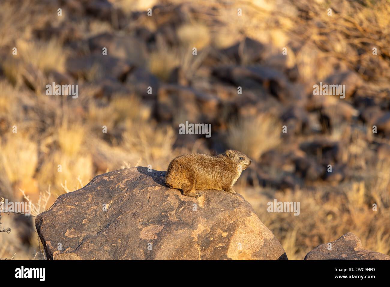 A rock hyrax basking on a boulder in its natural habitat Stock Photo ...