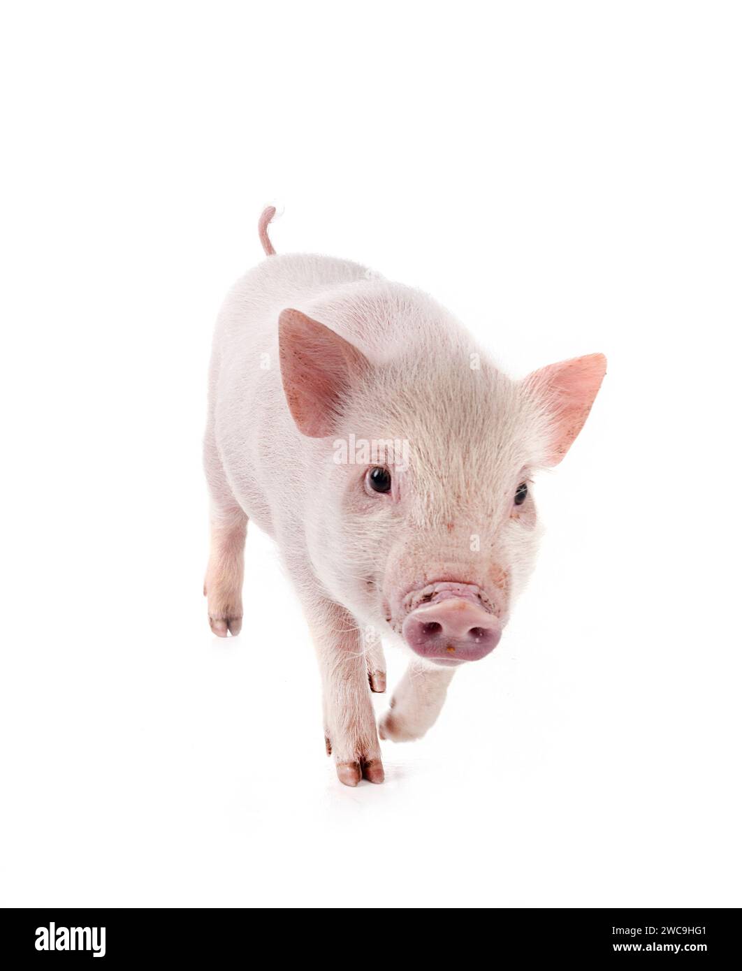 pink miniature pig in front of white background Stock Photo - Alamy