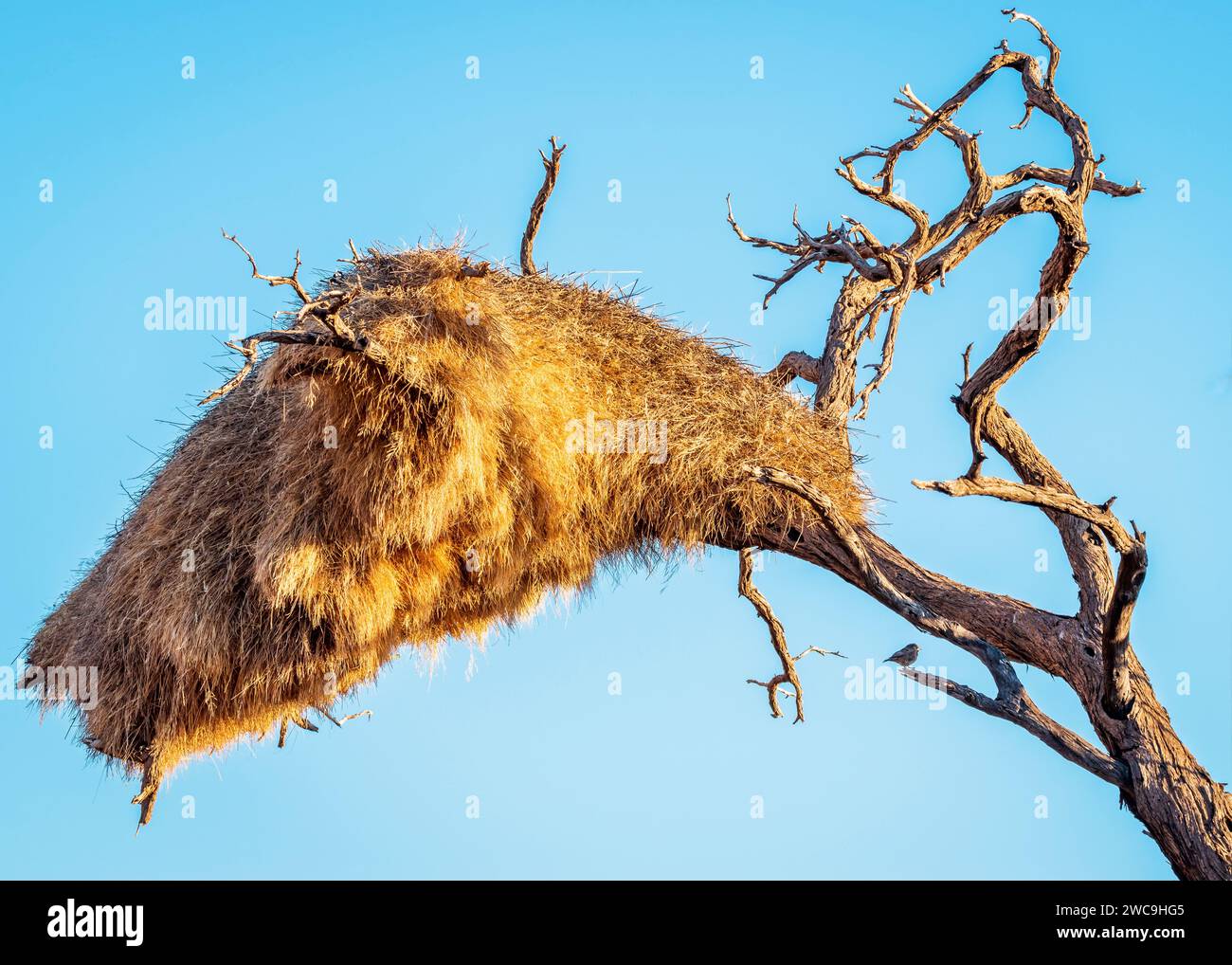 Bee nesting honey hi-res stock photography and images - Alamy