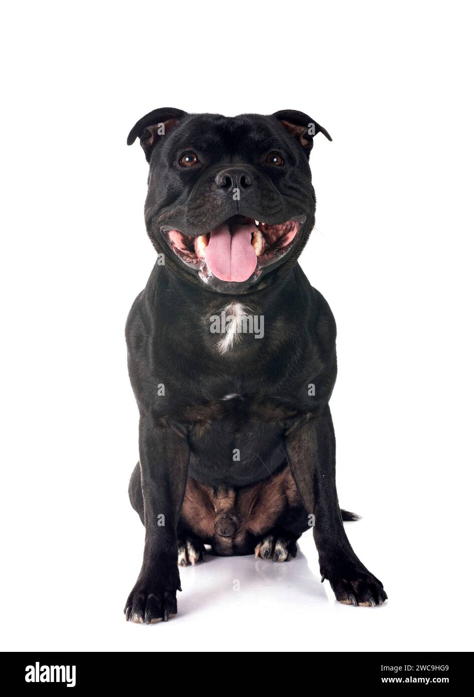 staffordshire bull terrier in front of white background Stock Photo - Alamy