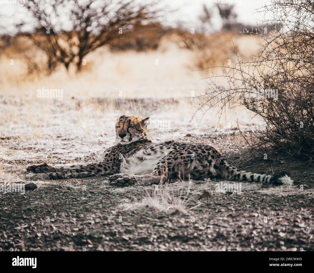 A majestic cheetah gracefully rests on the earth, surrounded by lush ...