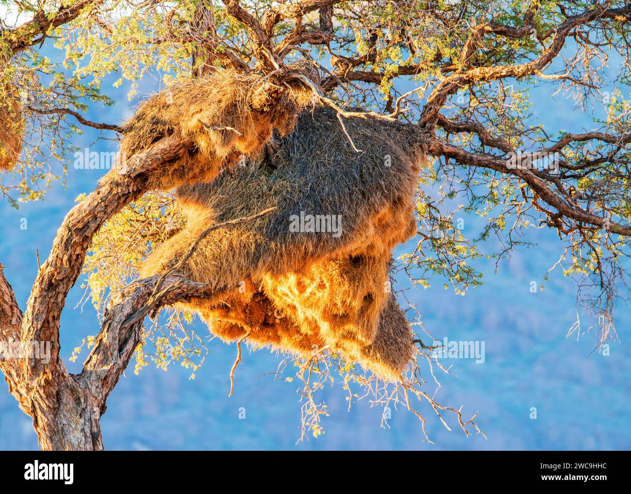 Bee nesting honey hi-res stock photography and images - Alamy