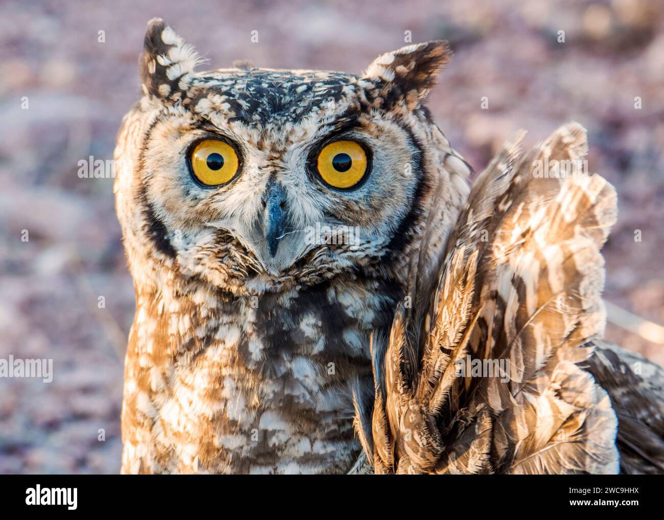 Namibia spotted eagle owl hi-res stock photography and images - Alamy