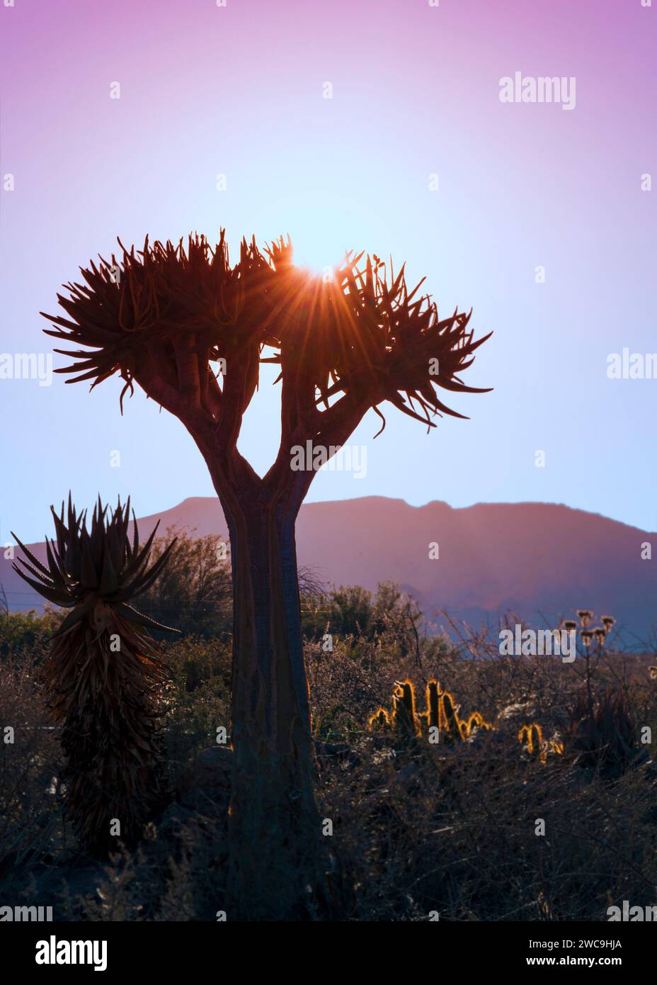 Sunset Quiver Tree Namibia Stock Photo - Alamy