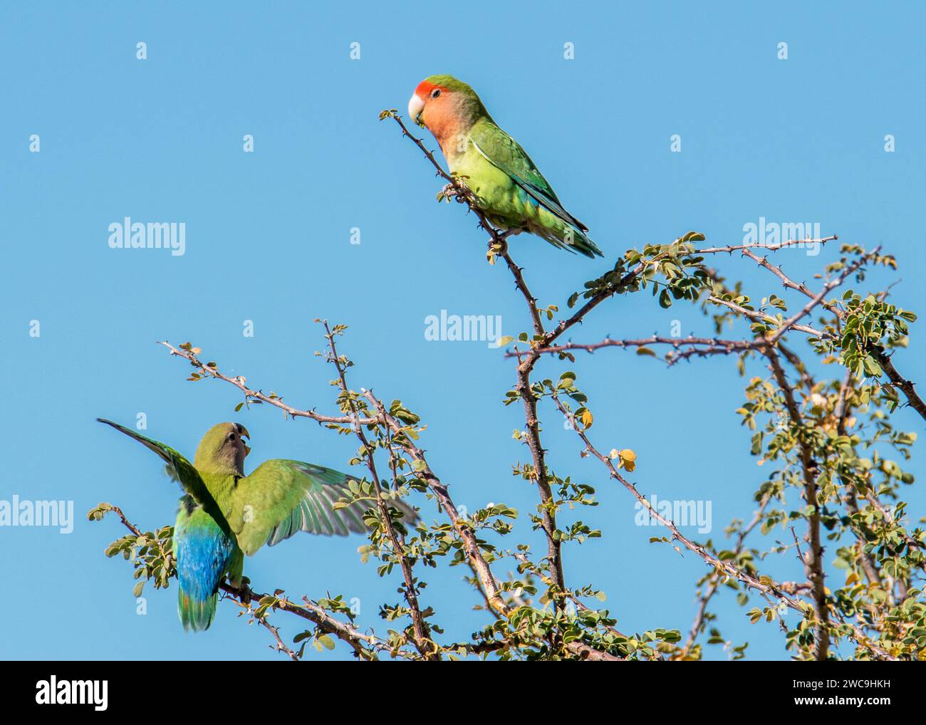 Rosy lovebird hi-res stock photography and images - Alamy