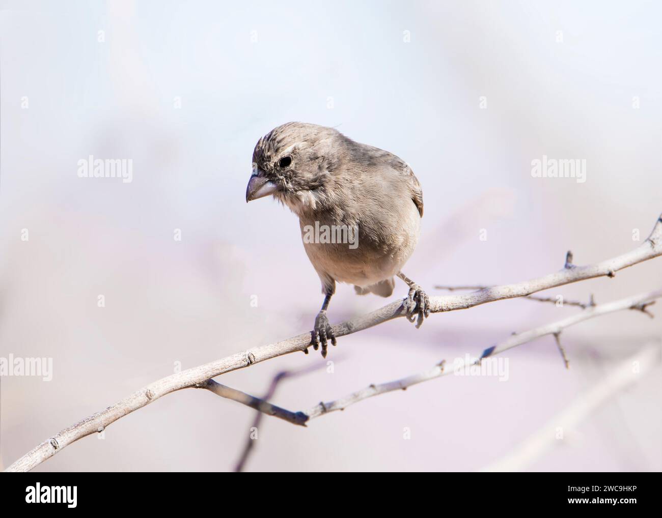Birds Namibia Daily Battle Finding Water Nesting Stock Photo - Alamy