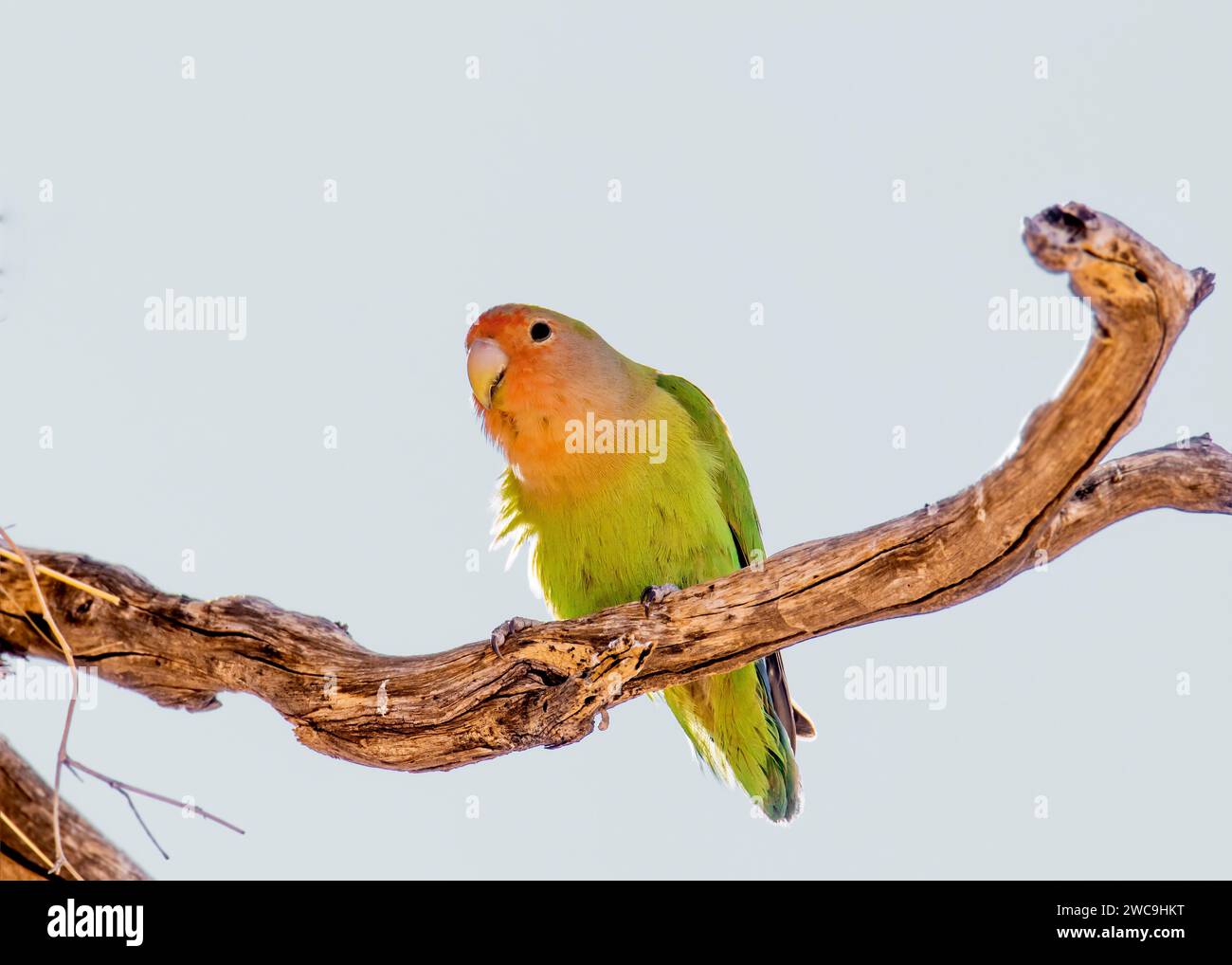 Rosy lovebird hi-res stock photography and images - Alamy