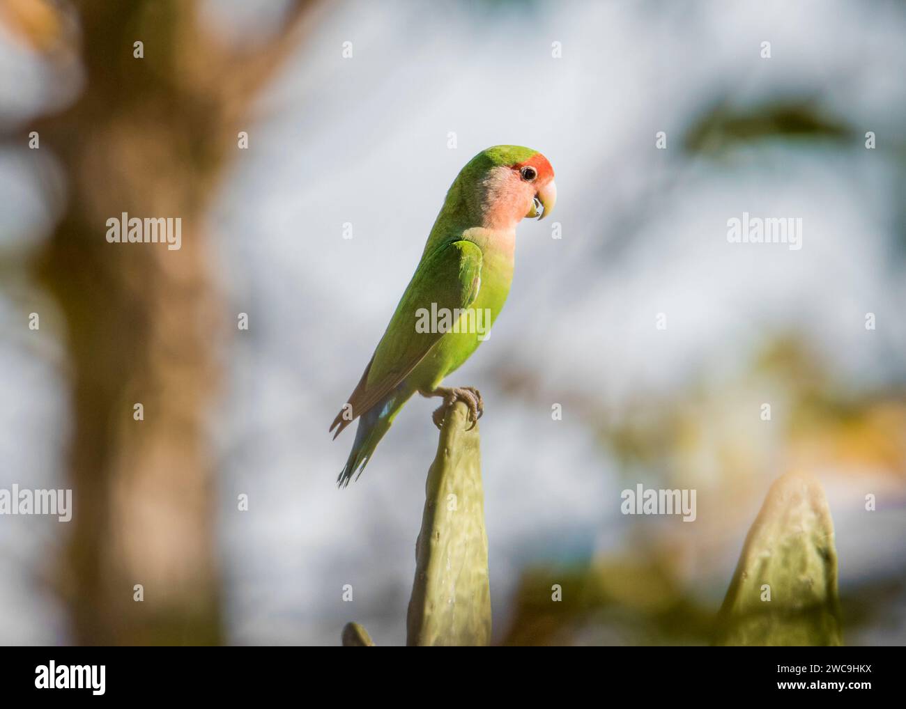 Rosy lovebird hi-res stock photography and images - Alamy