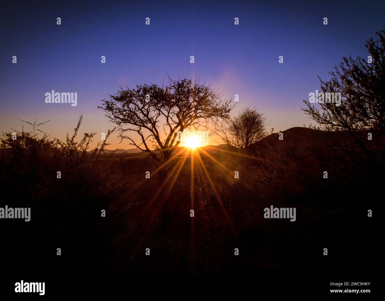 Quiver tree namibia hi-res stock photography and images - Alamy