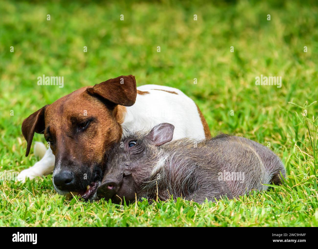 Dod and Warthog Best Friends Stock Photo - Alamy