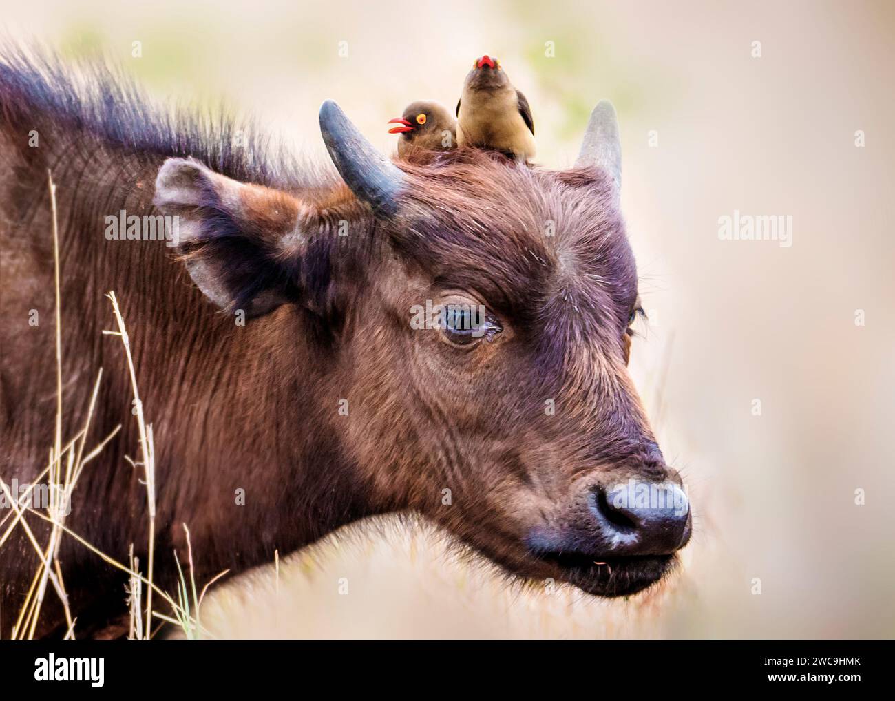 Buffalo teeth hi-res stock photography and images - Alamy