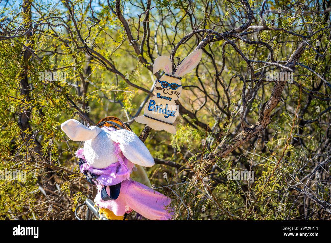 Tucson, AZ, USA - Nov 20, 2022: The Bunny Loop Trail Stock Photo - Alamy